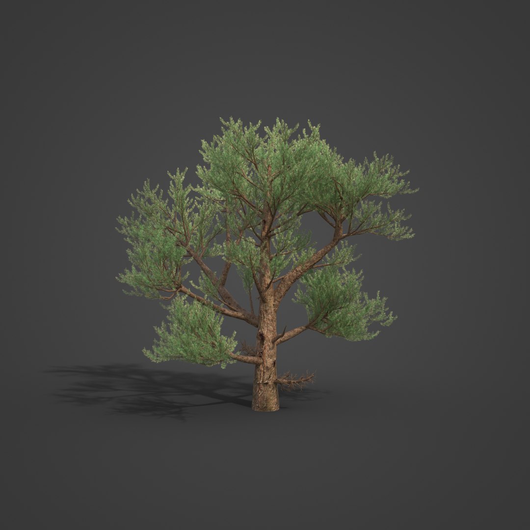 3D 2021 PBR Western Juniper Collection - Juniperus Occidentalis Model ...