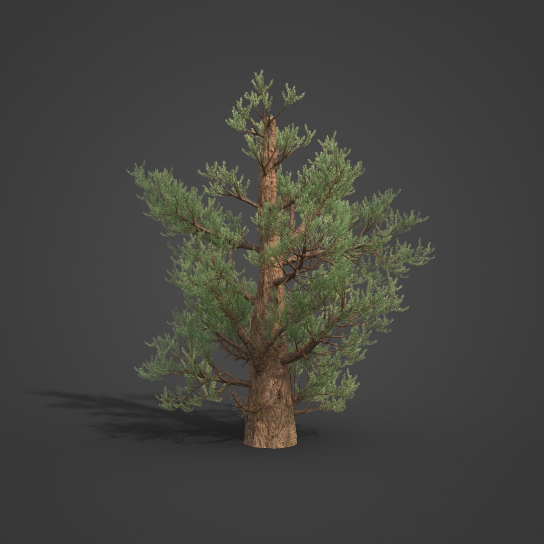 3D 2021 PBR Western Juniper Collection - Juniperus Occidentalis Model ...