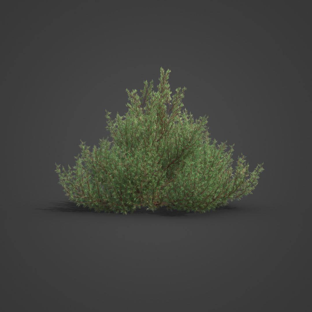 3D 2021 PBR Western Juniper Collection - Juniperus Occidentalis Model - TurboSquid 1749200