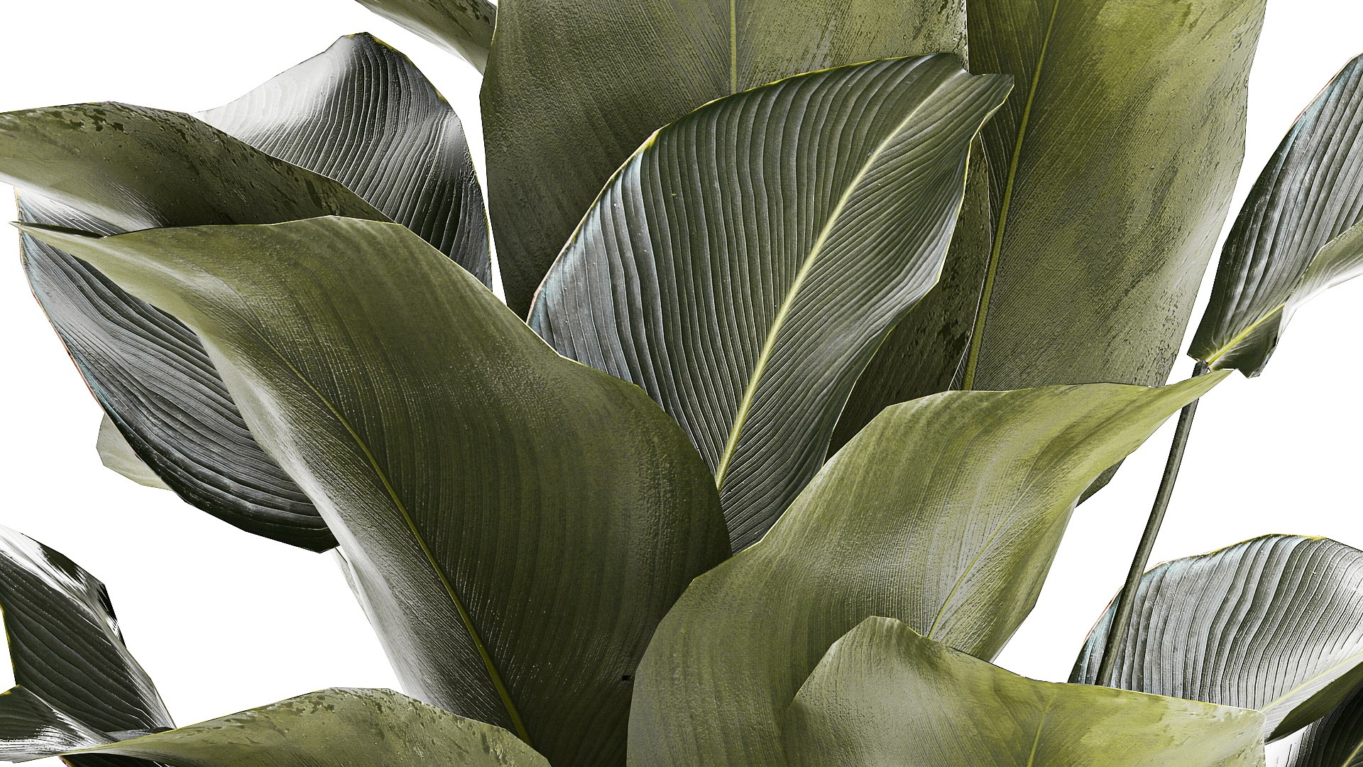 Beautiful plant bush Calathea lutea in a flower pot 1317 3D model ...