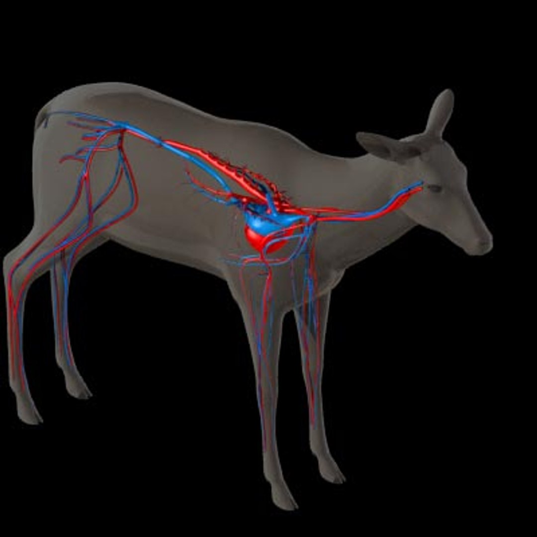 Deer Anatomy Model - TurboSquid 1461620