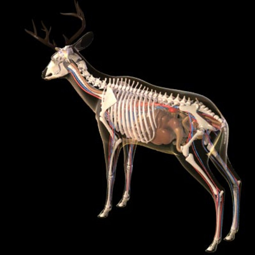 Deer Anatomy Model - TurboSquid 1461620