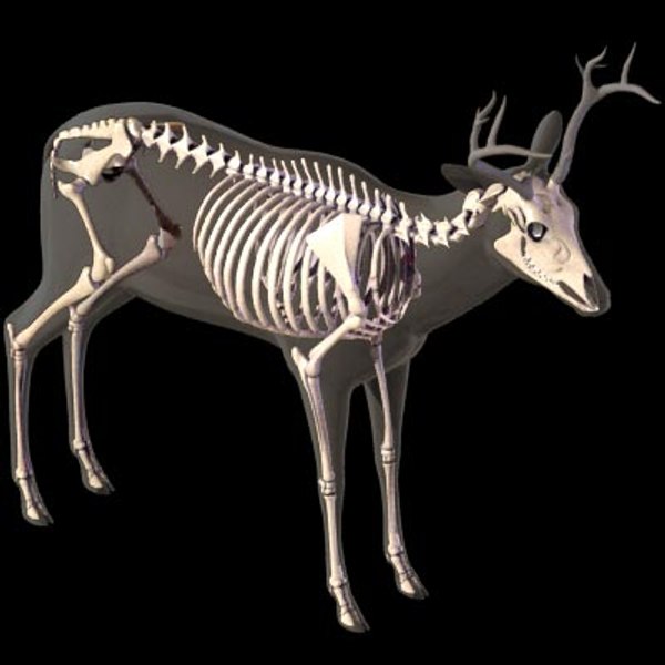 Deer anatomy model - TurboSquid 1461620