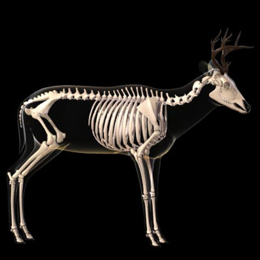 Deer Anatomy Model - TurboSquid 1461620