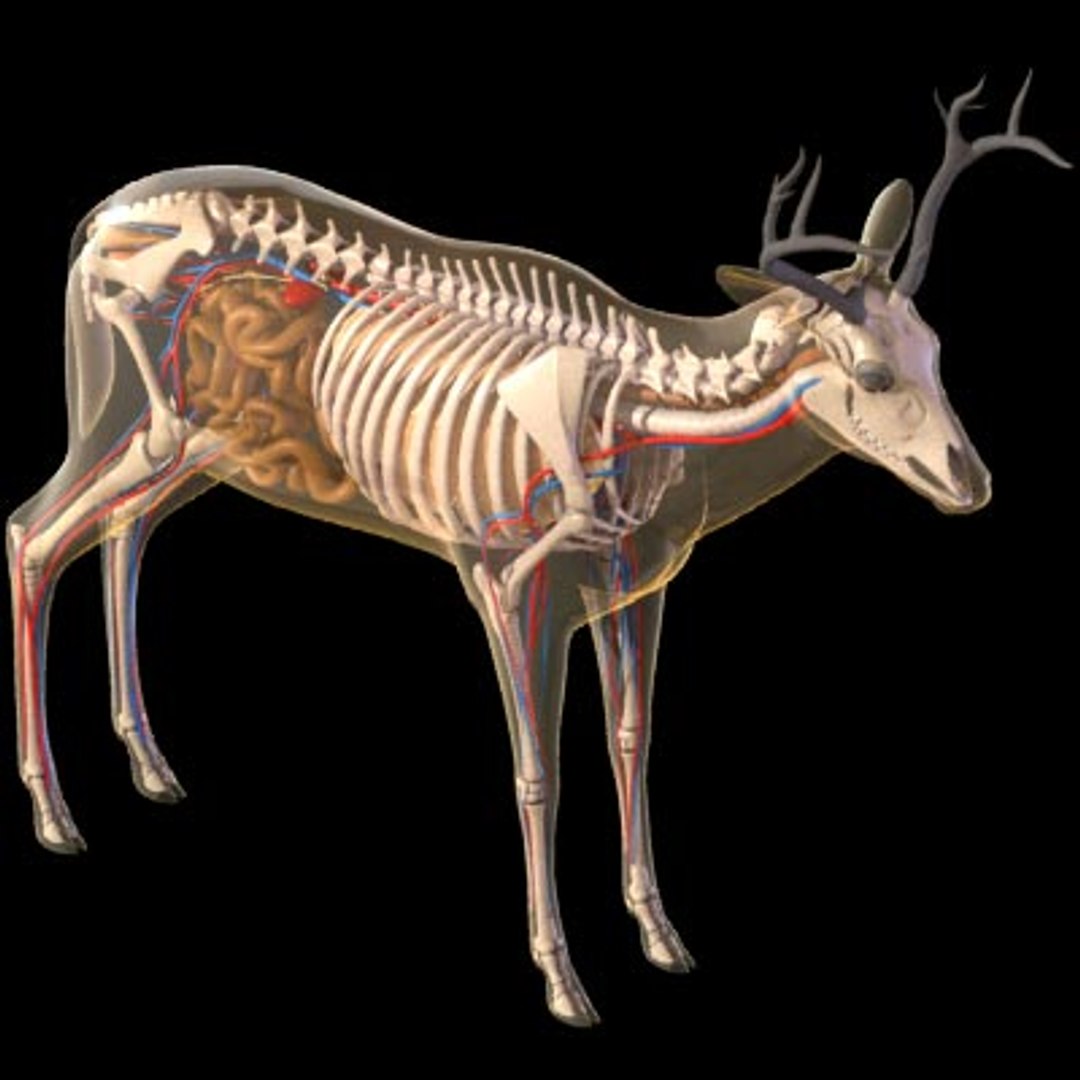 Deer Anatomy Model - TurboSquid 1461620