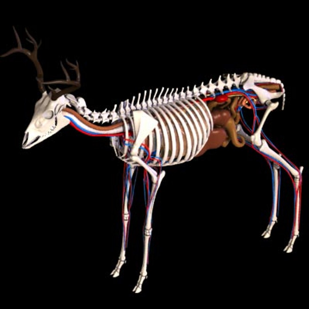 Deer Anatomy Model - TurboSquid 1461620