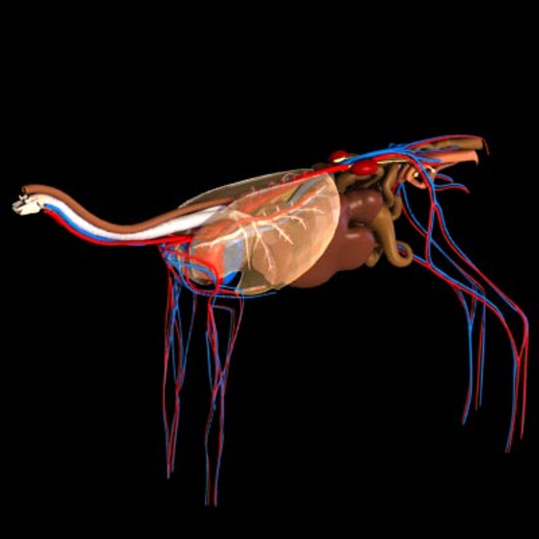Deer Anatomy Model - TurboSquid 1461620