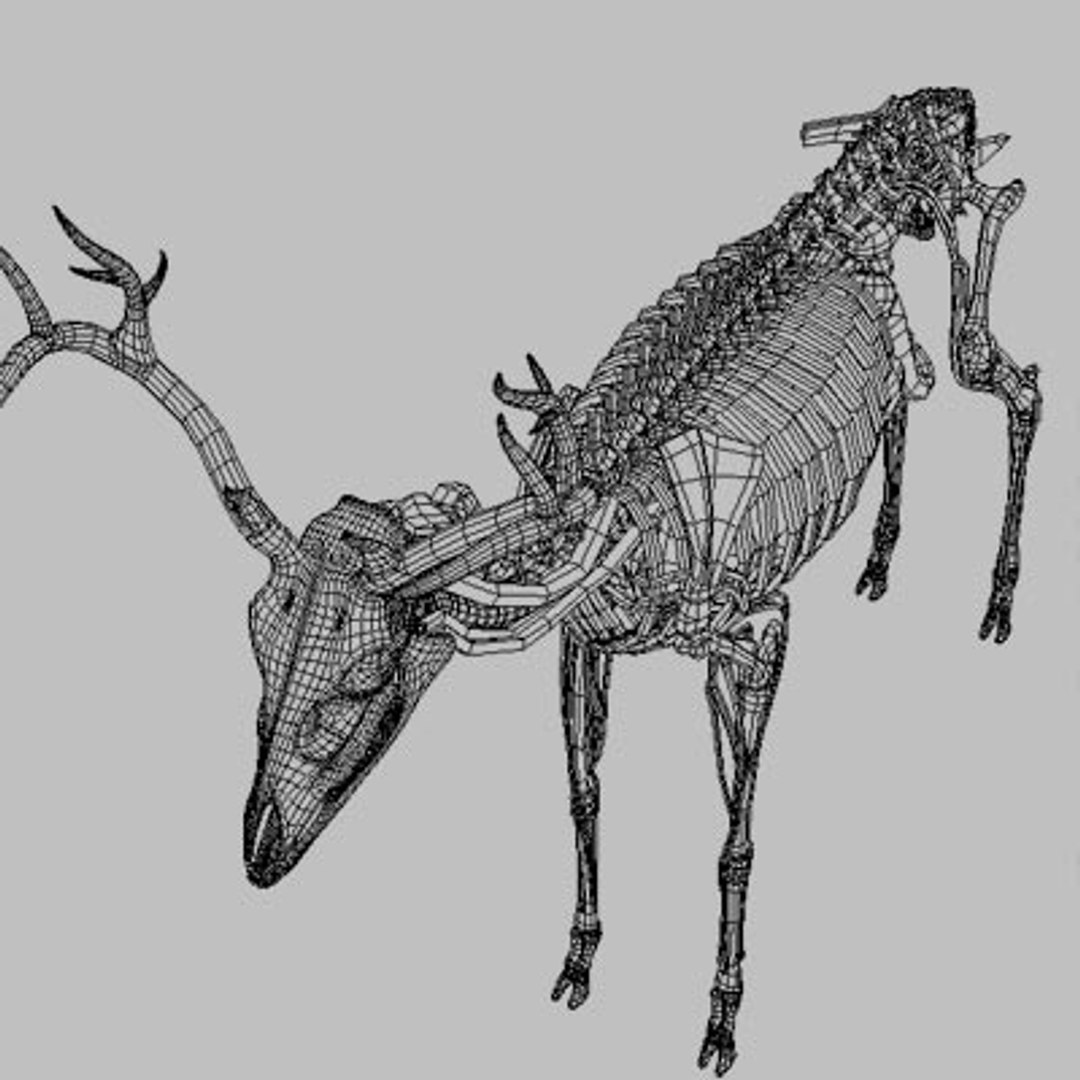 Deer Anatomy Model - TurboSquid 1461620