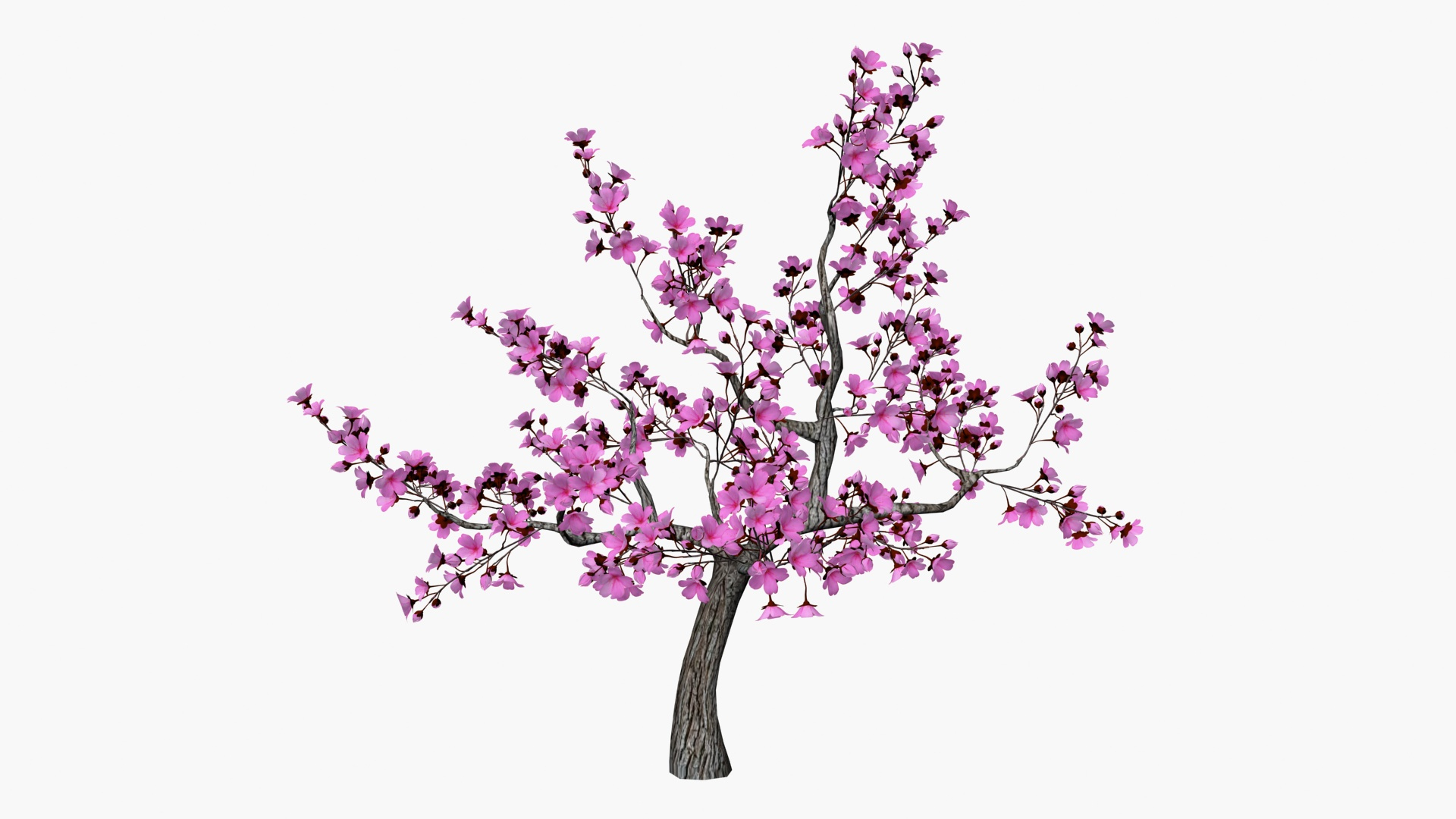 Cherry Blossom Tree 3D - TurboSquid 2380583