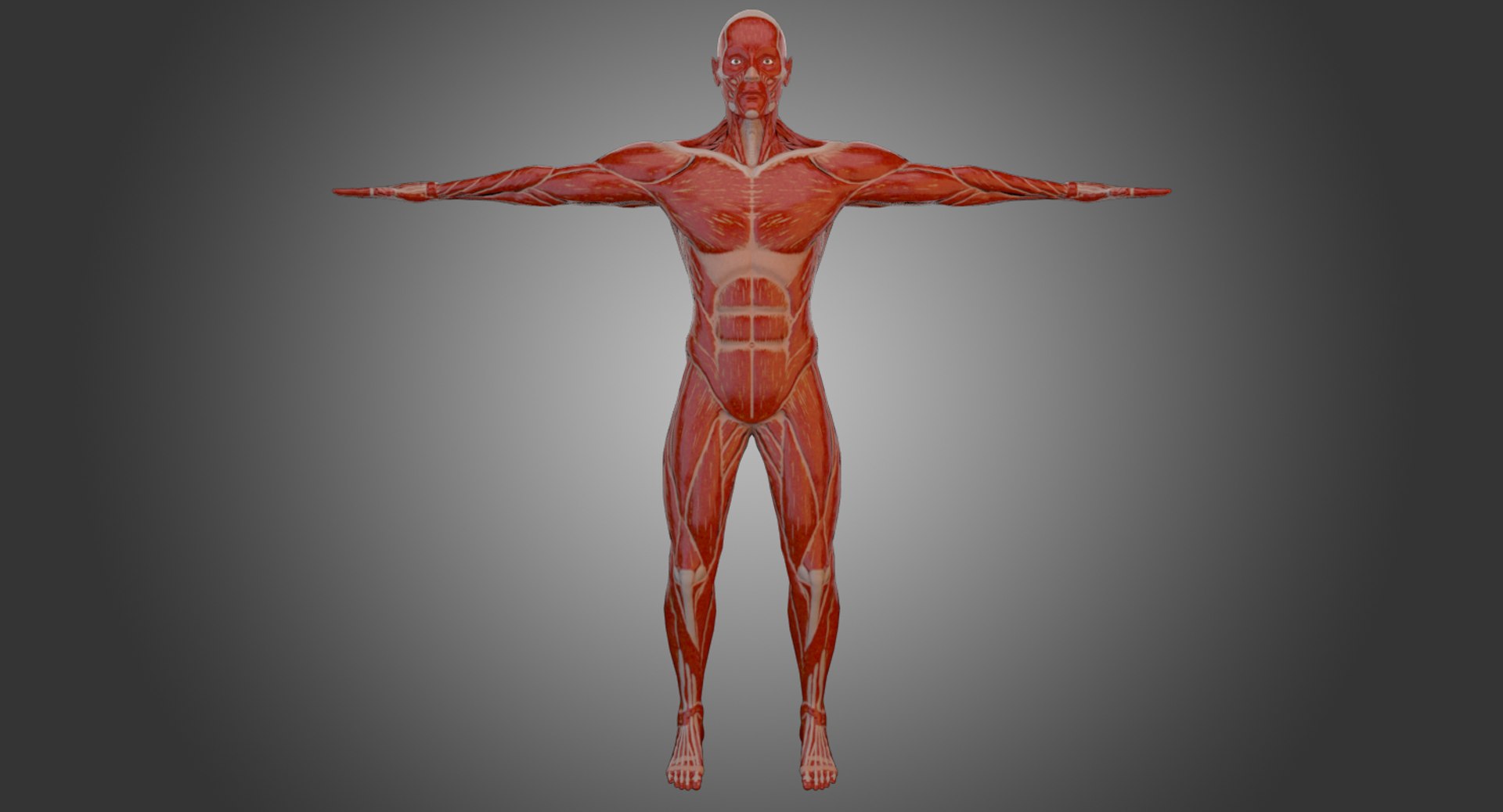 3d model human rigged