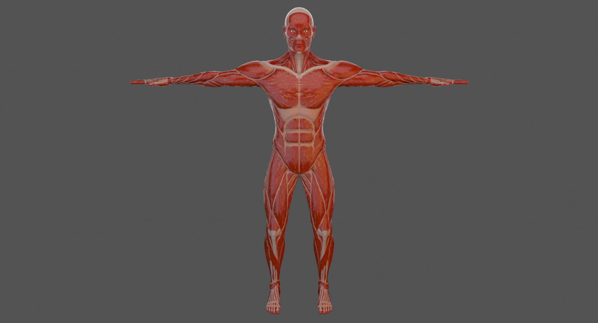 3d Model Human Rigged