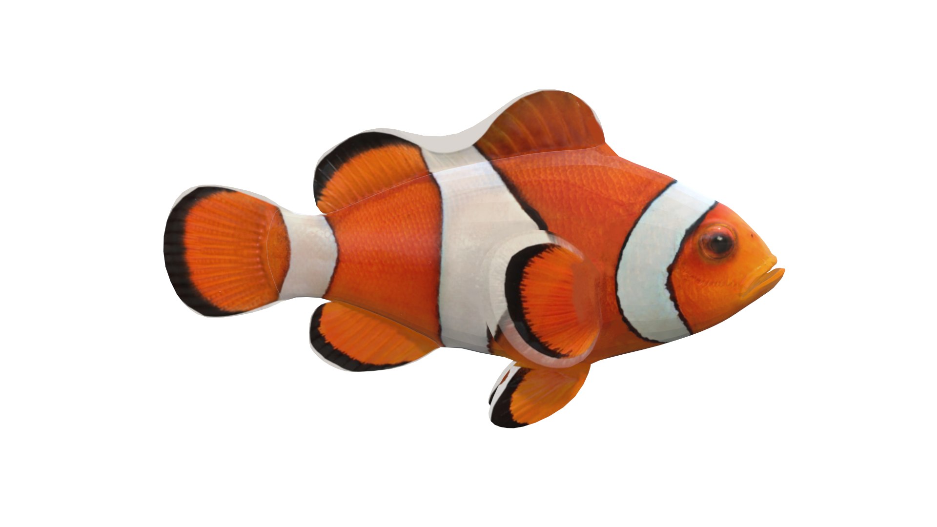 3D Realistic Clown Fish 3D Model - TurboSquid 2313661