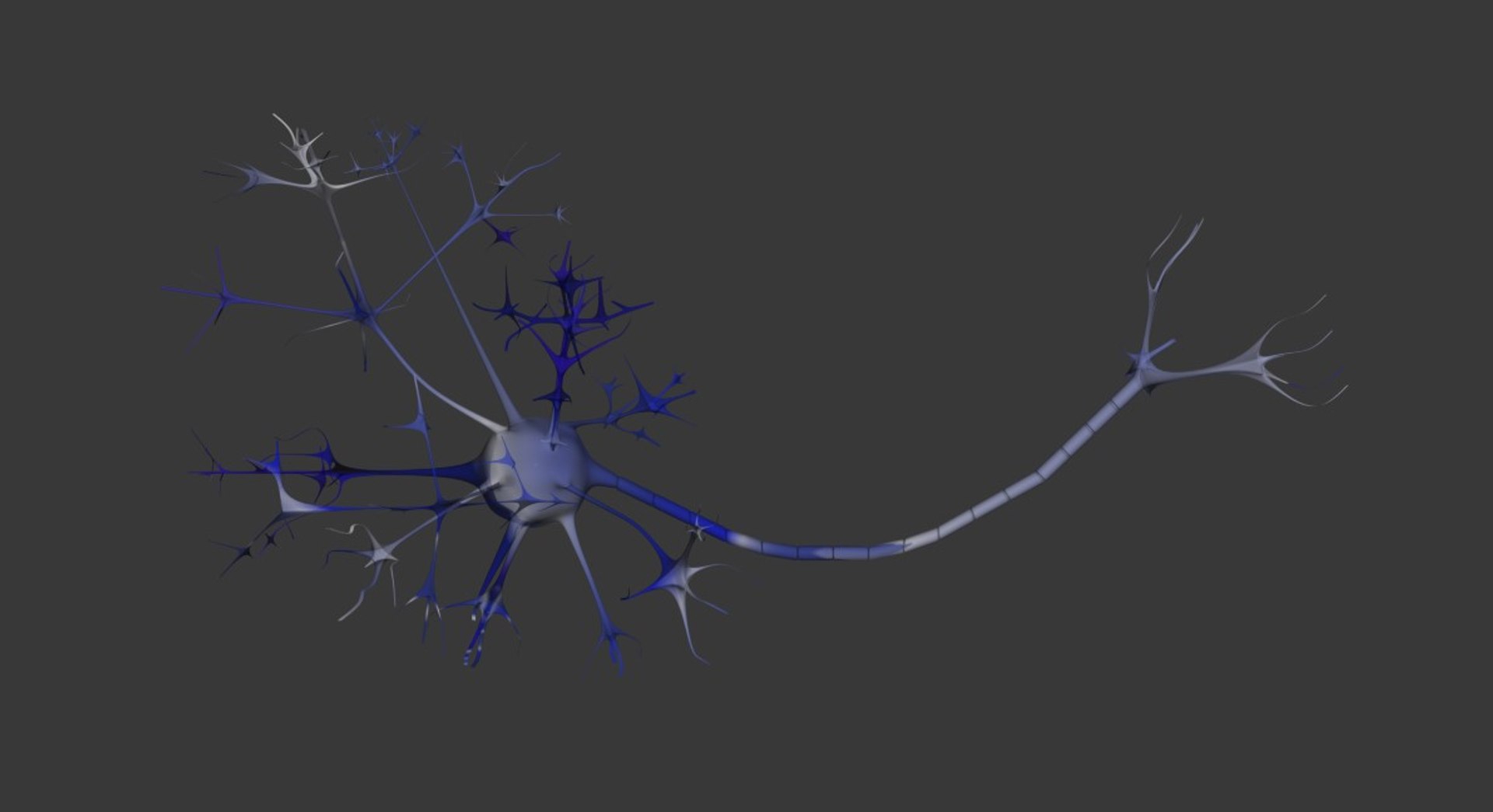 3D neurons model - TurboSquid 1241746