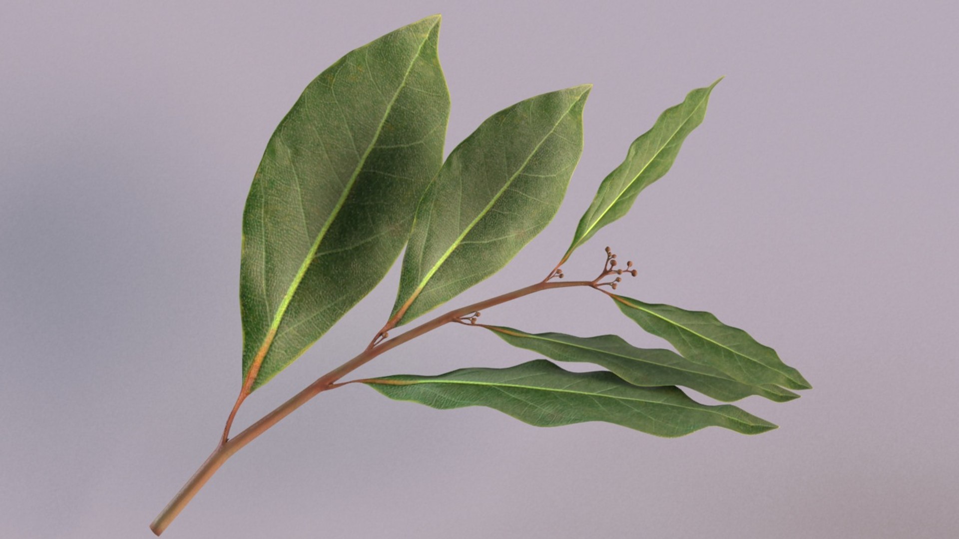 3D Bay Spice Laurel Sprig Model - TurboSquid 1502128