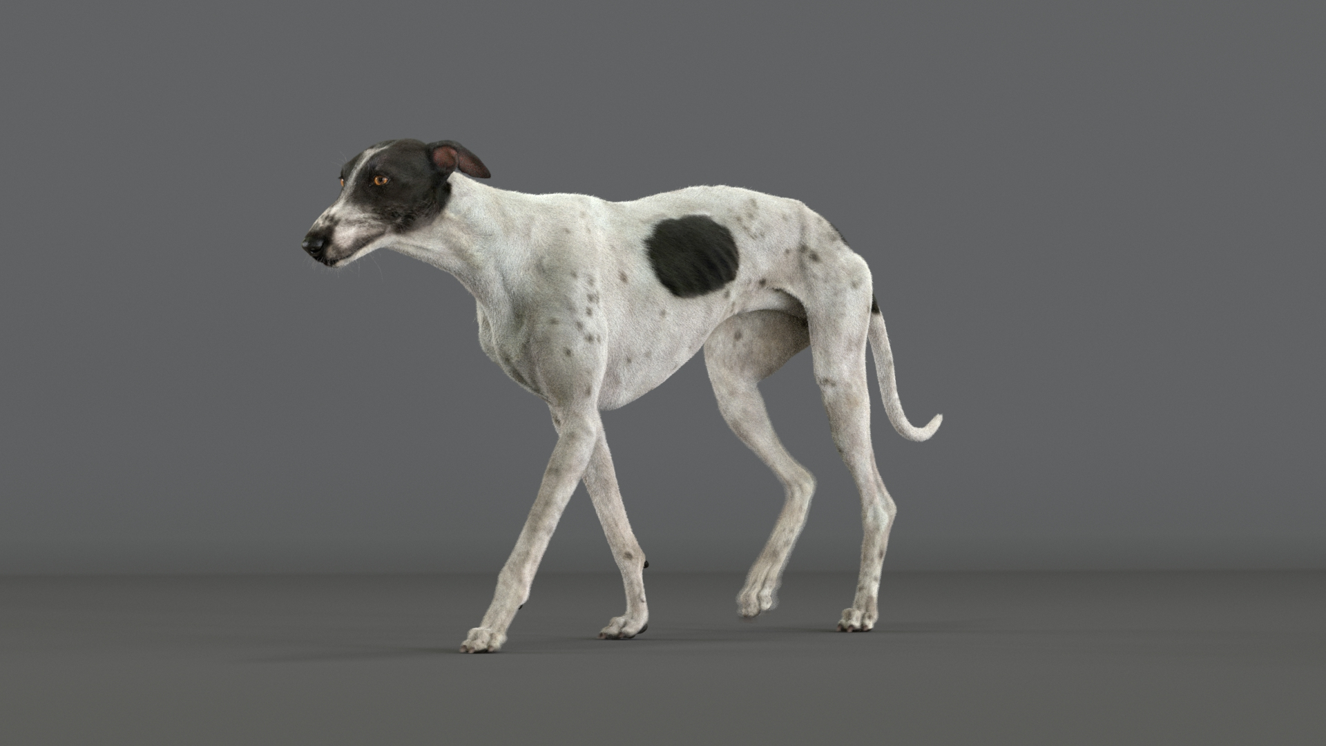 3D greyhound hound fur model - TurboSquid 1683593