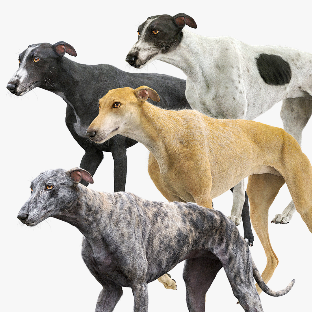 3D greyhound hound fur model - TurboSquid 1683593