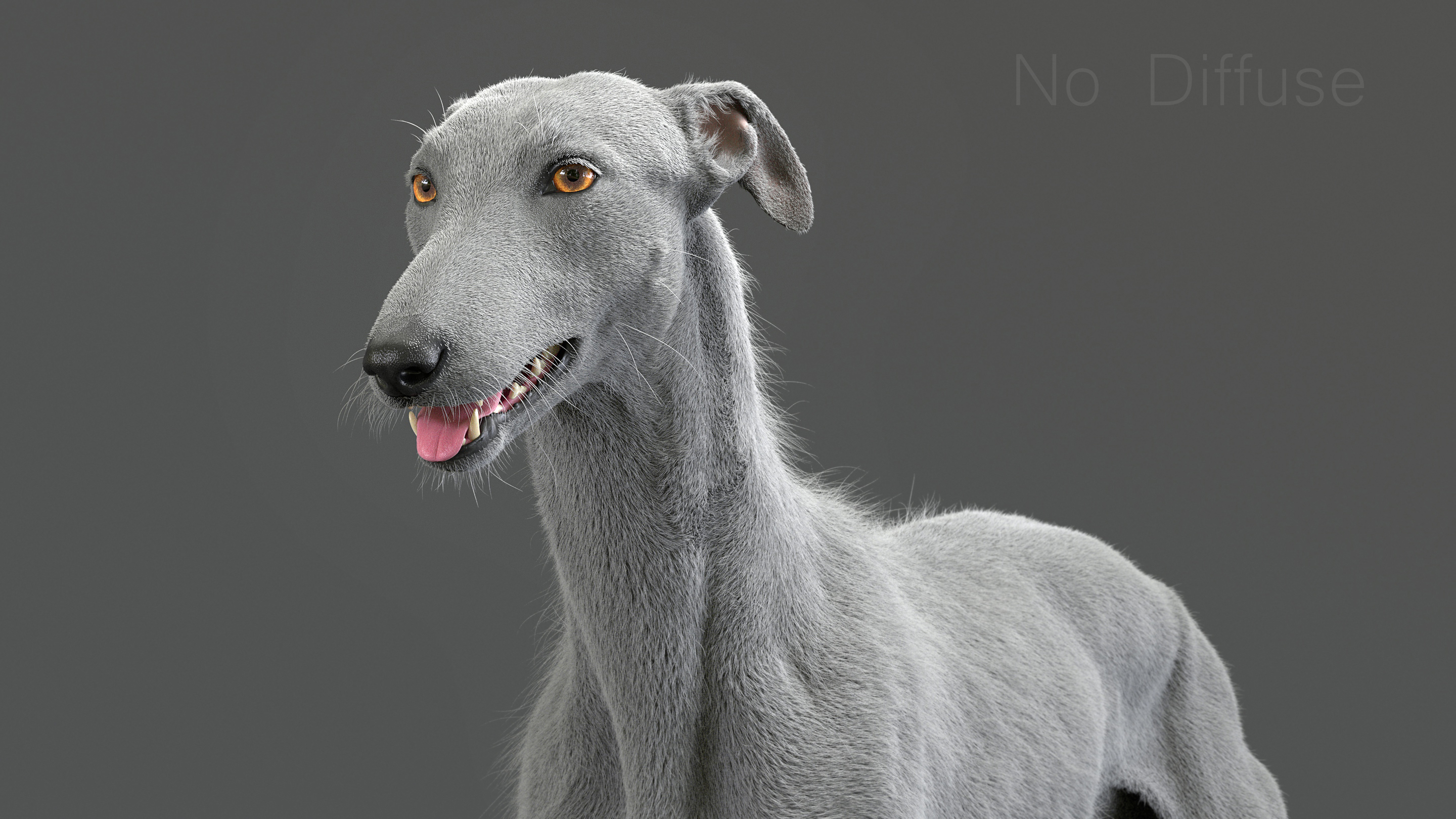 modelo 3d Greyhound Fur Animated Collection - TurboSquid 1683593