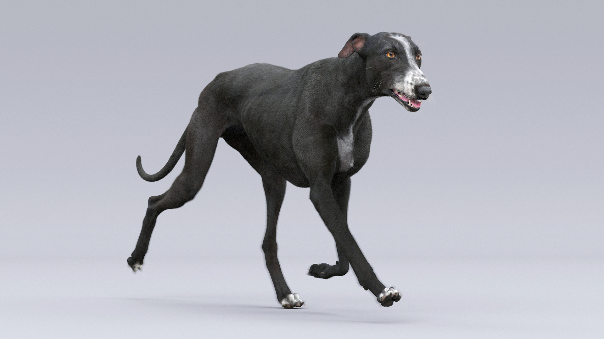 modelo 3d Greyhound Fur Animated Collection - TurboSquid 1683593