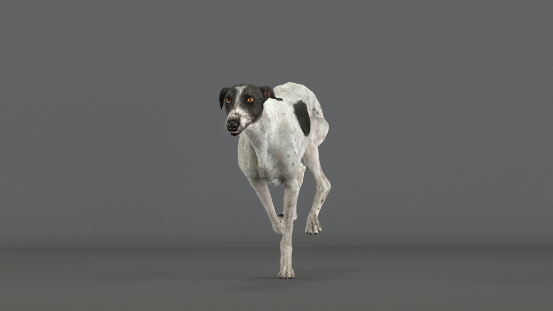 3D greyhound hound fur model - TurboSquid 1683593