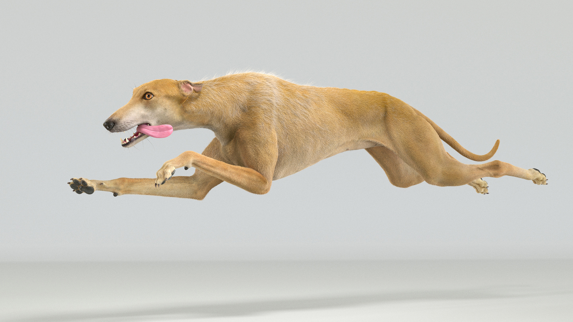 modelo 3d Greyhound Fur Animated Collection - TurboSquid 1683593