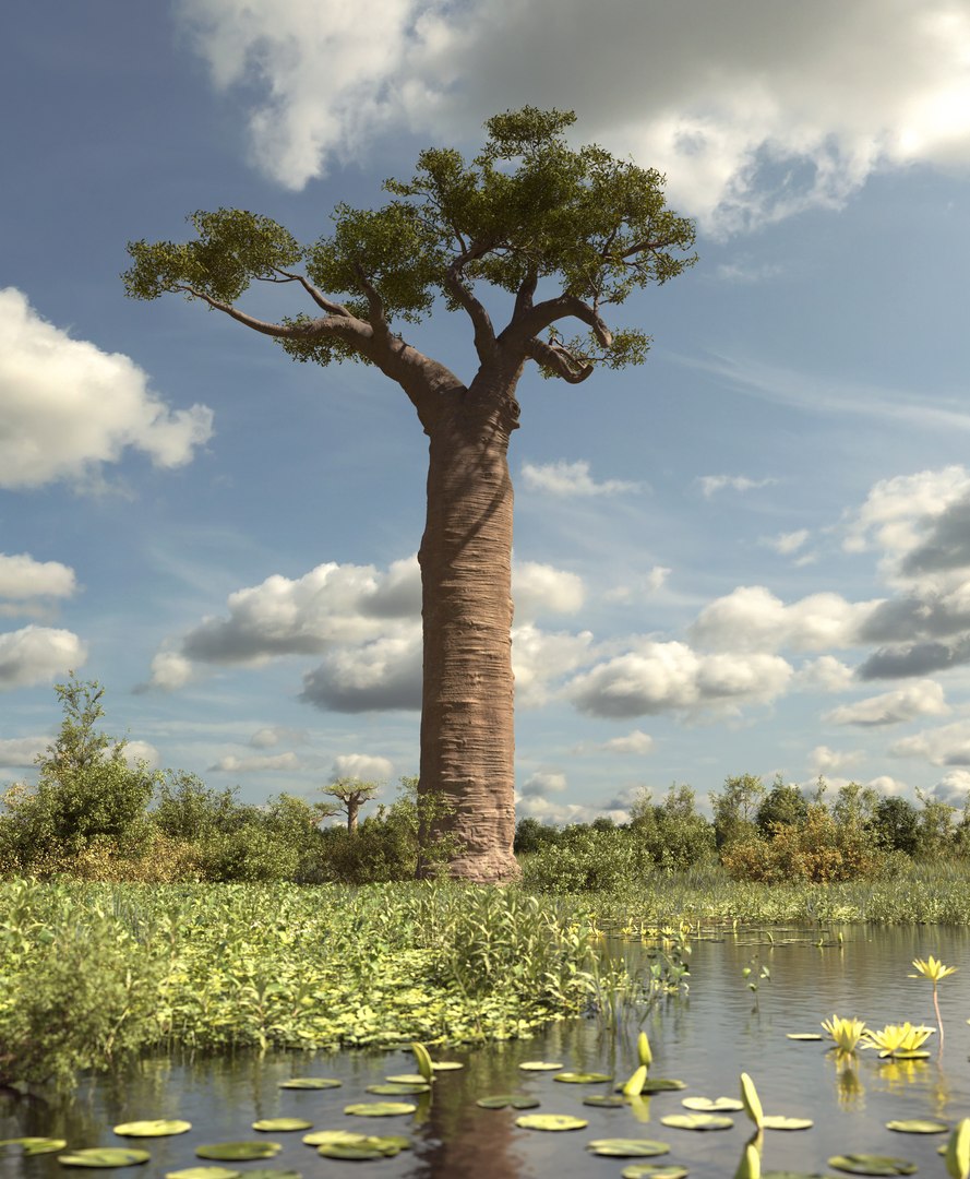 Baobab Tree 3D Model - TurboSquid 1983359