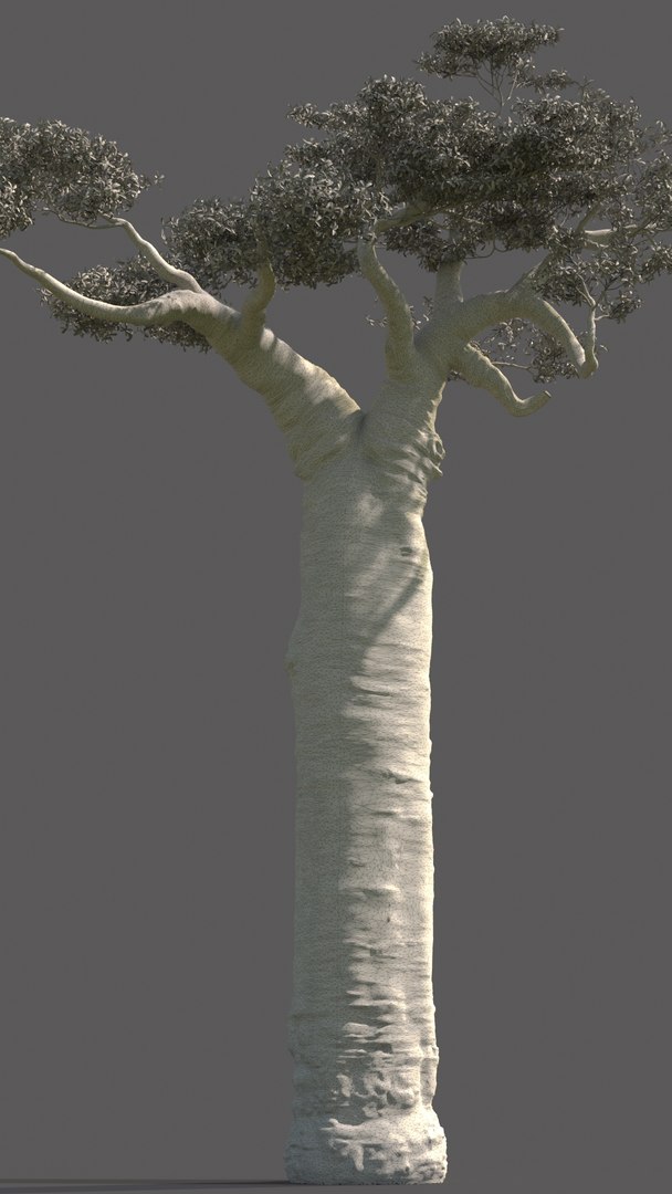 Baobab Tree 3D Model - TurboSquid 1983359