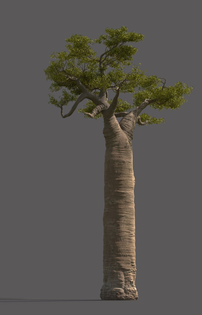 Baobab Tree 3D Model - TurboSquid 1983359