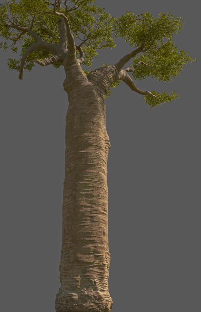 Baobab Tree 3D Model - TurboSquid 1983359