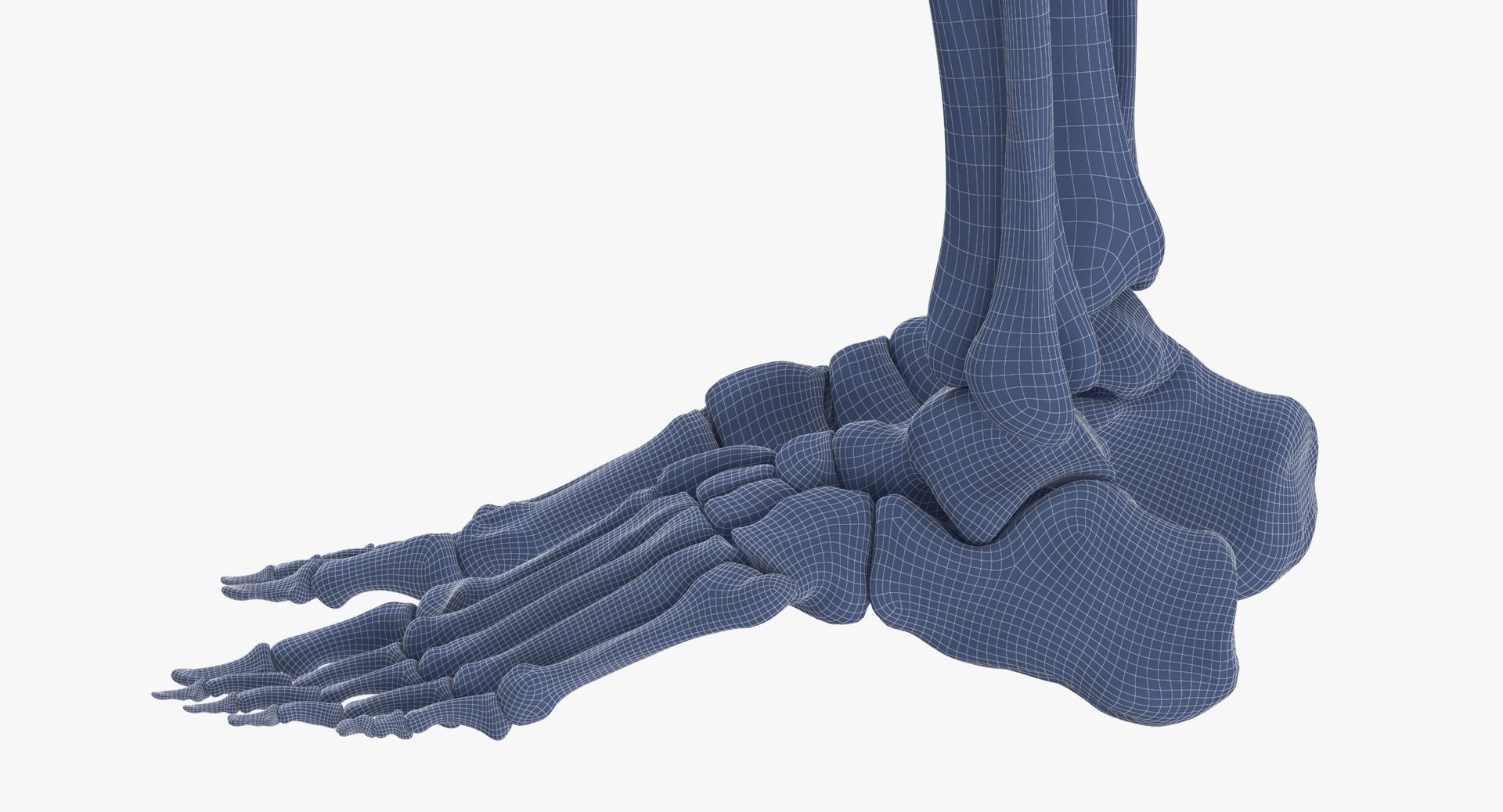 3D real human rib cage model - TurboSquid 1709963