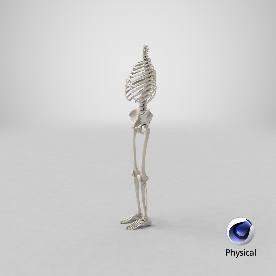 3D real human rib cage model - TurboSquid 1709963