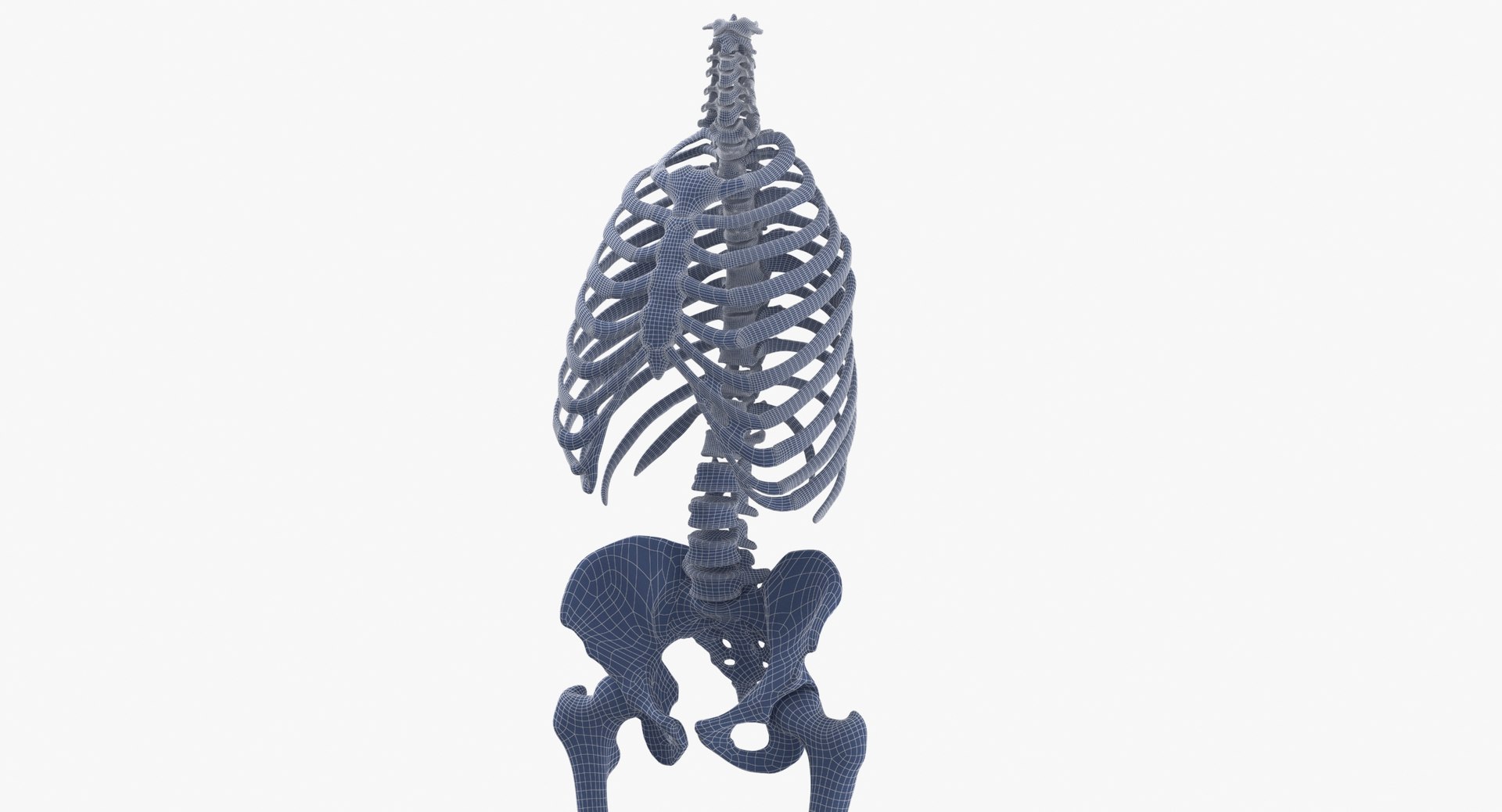 3D real human rib cage model - TurboSquid 1709963