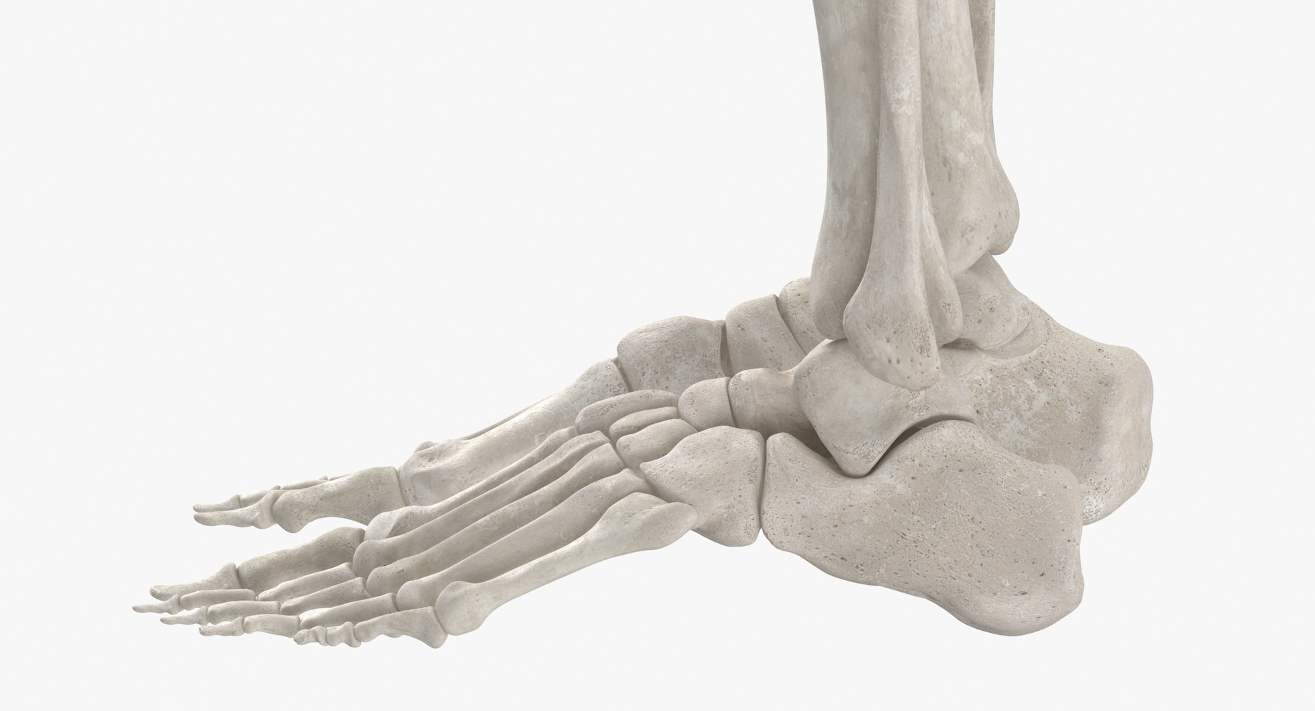 3D real human rib cage model - TurboSquid 1709963