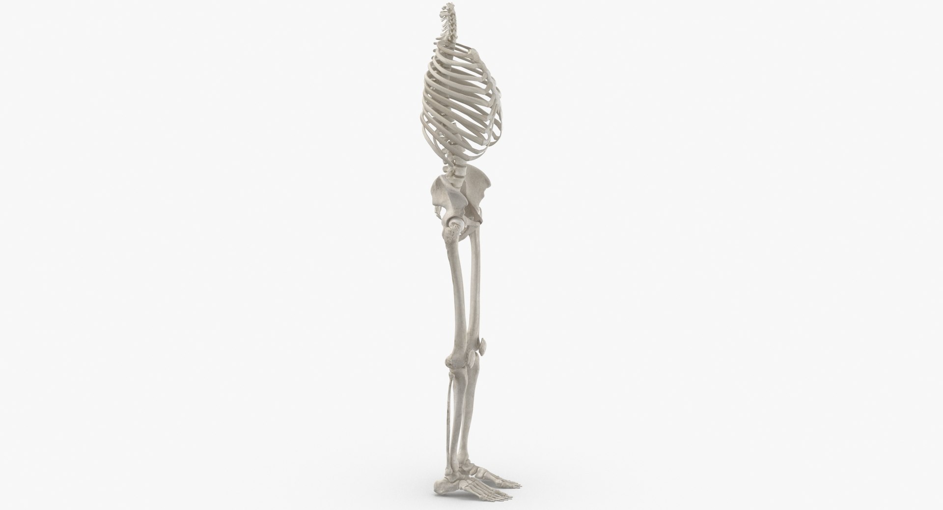 3D real human rib cage model - TurboSquid 1709963