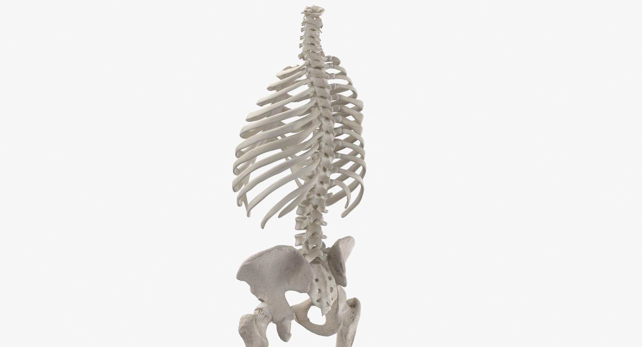 3D real human rib cage model - TurboSquid 1709963