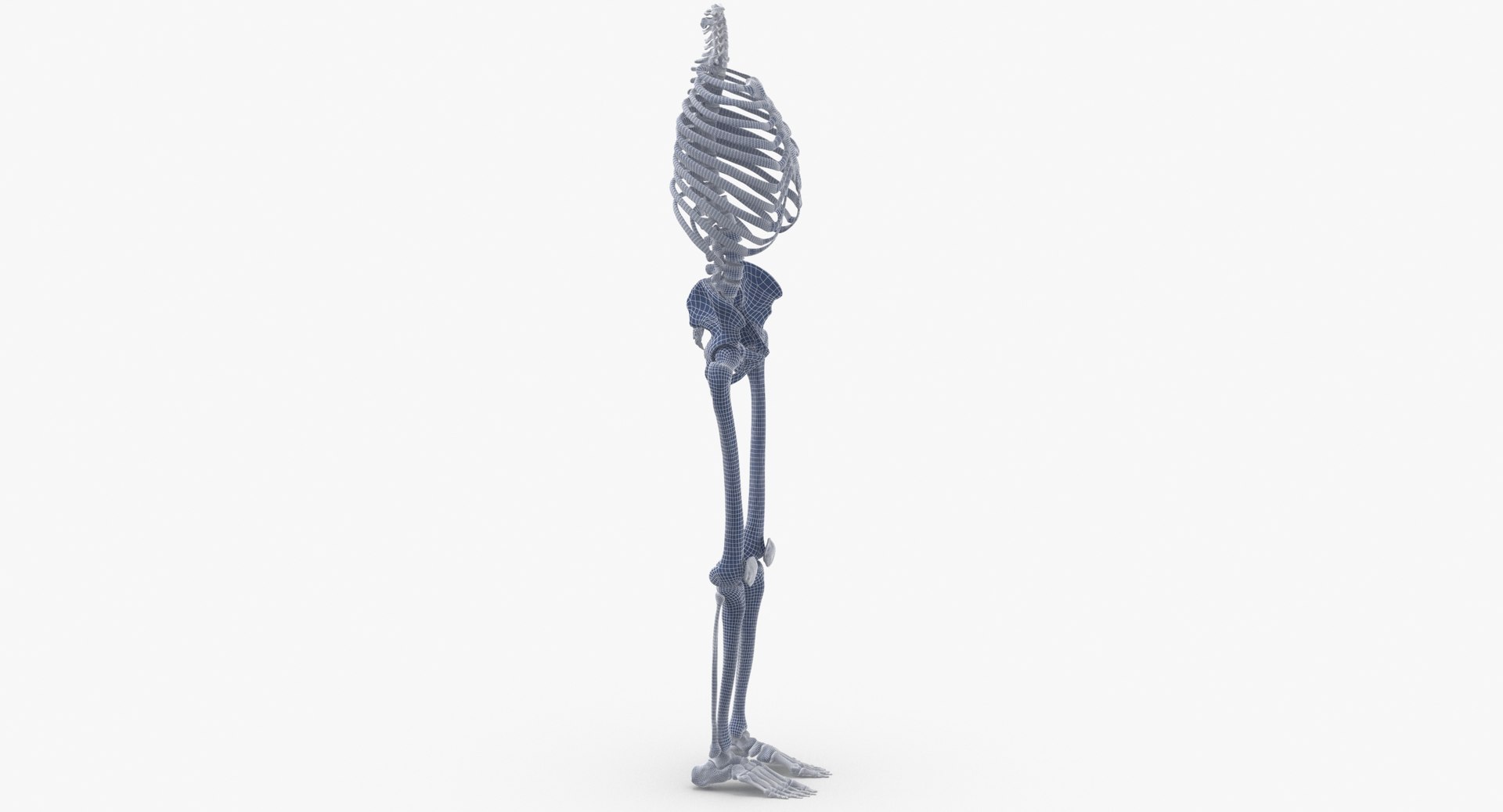 3D real human rib cage model - TurboSquid 1709963