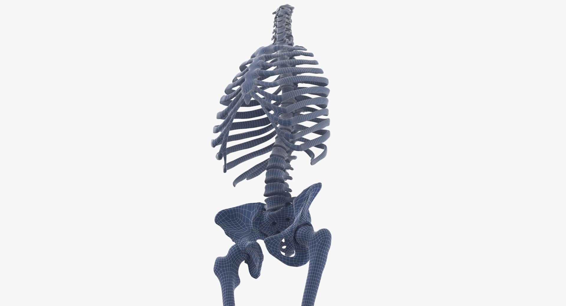 3D real human rib cage model - TurboSquid 1709963