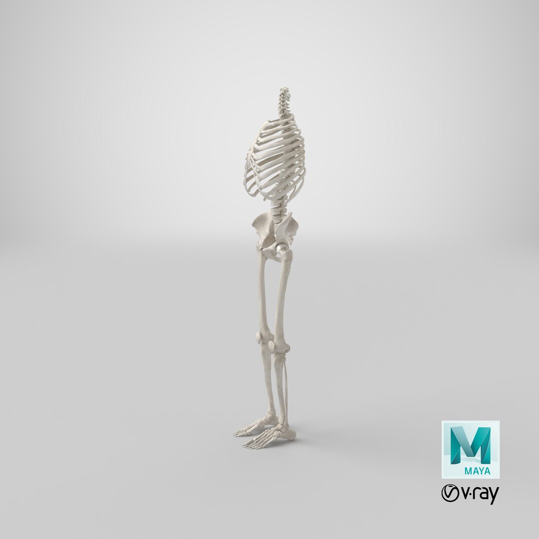 3D real human rib cage model - TurboSquid 1709963