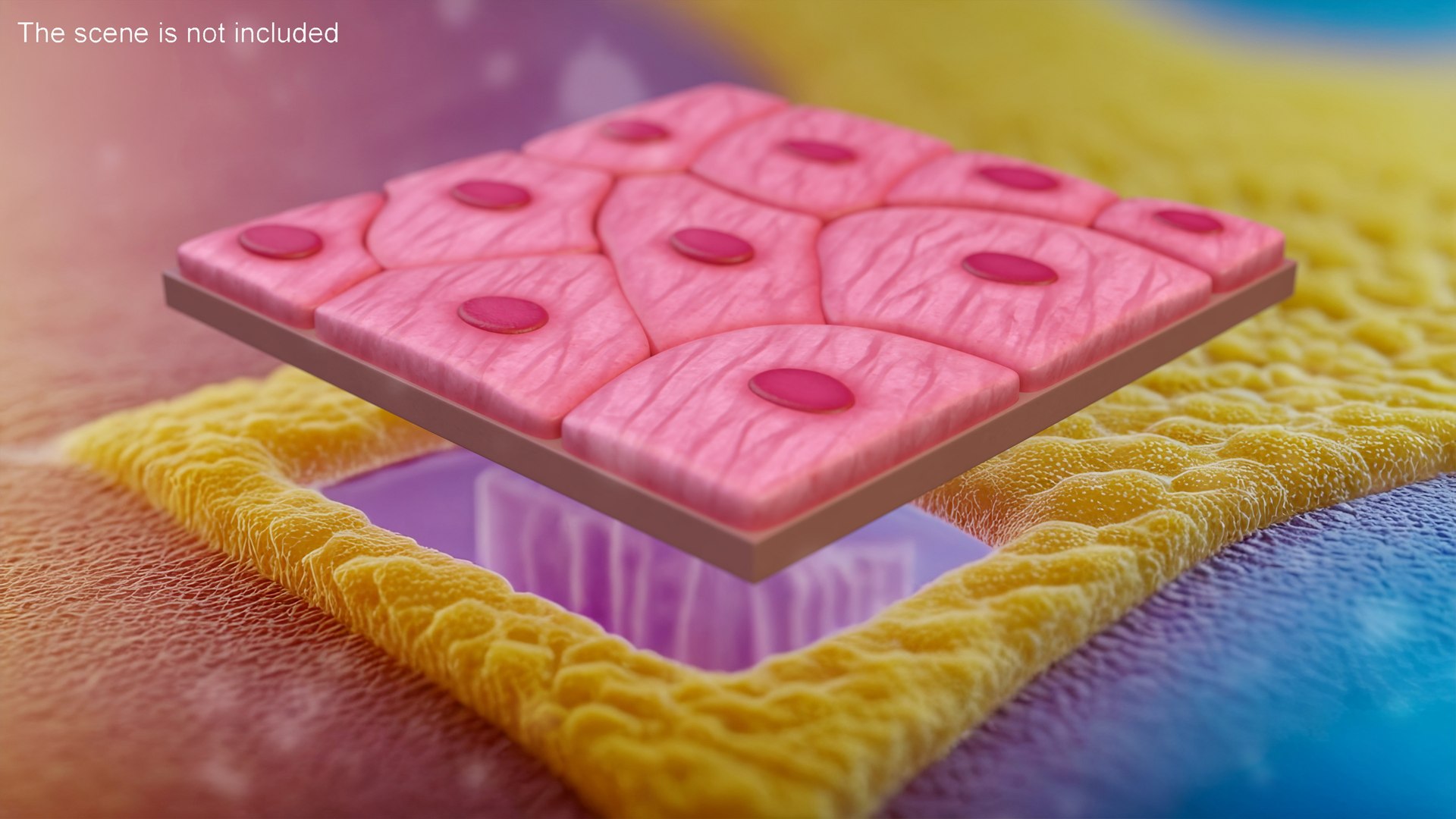 3D Squamous Epithelium For 3D Print - TurboSquid 2343814