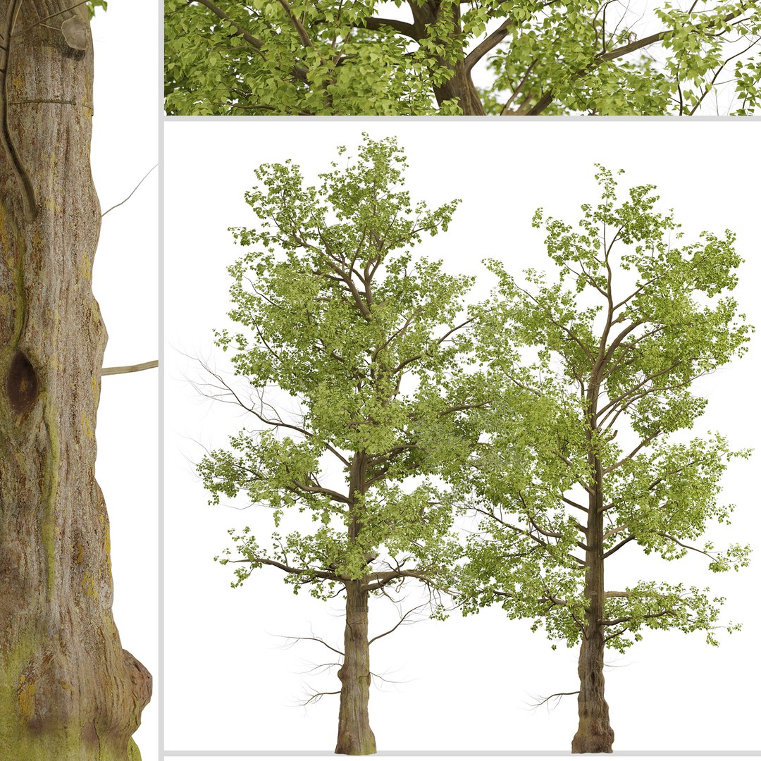 3D American Sycamore or Platanus Occidentalis Tree - 2 Trees ...