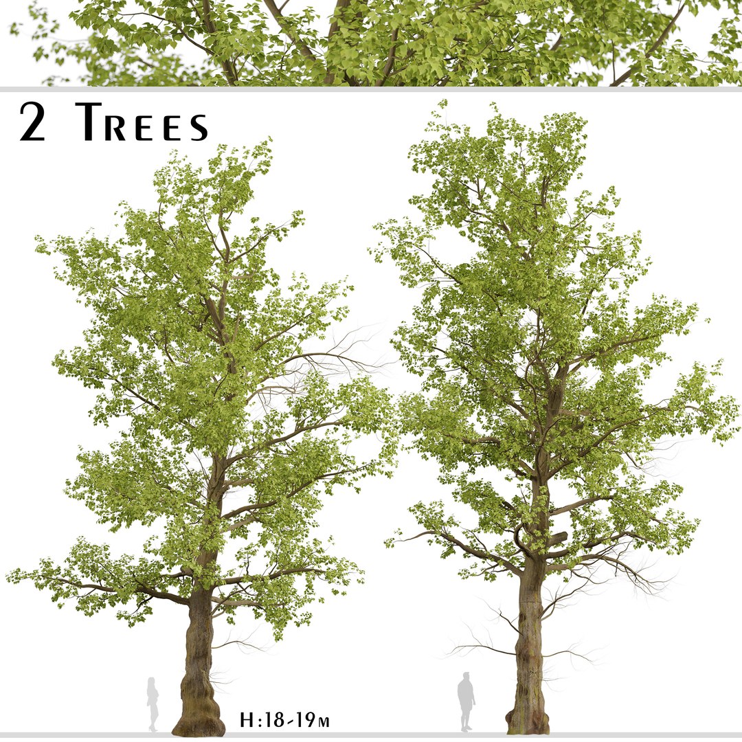 3D American Sycamore Or Platanus Occidentalis Tree - 2 Trees ...