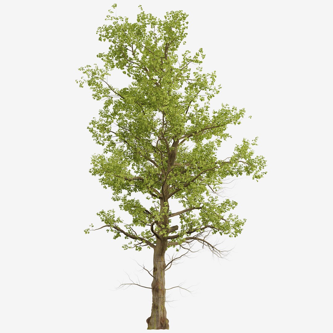 3D American Sycamore Or Platanus Occidentalis Tree - 2 Trees ...
