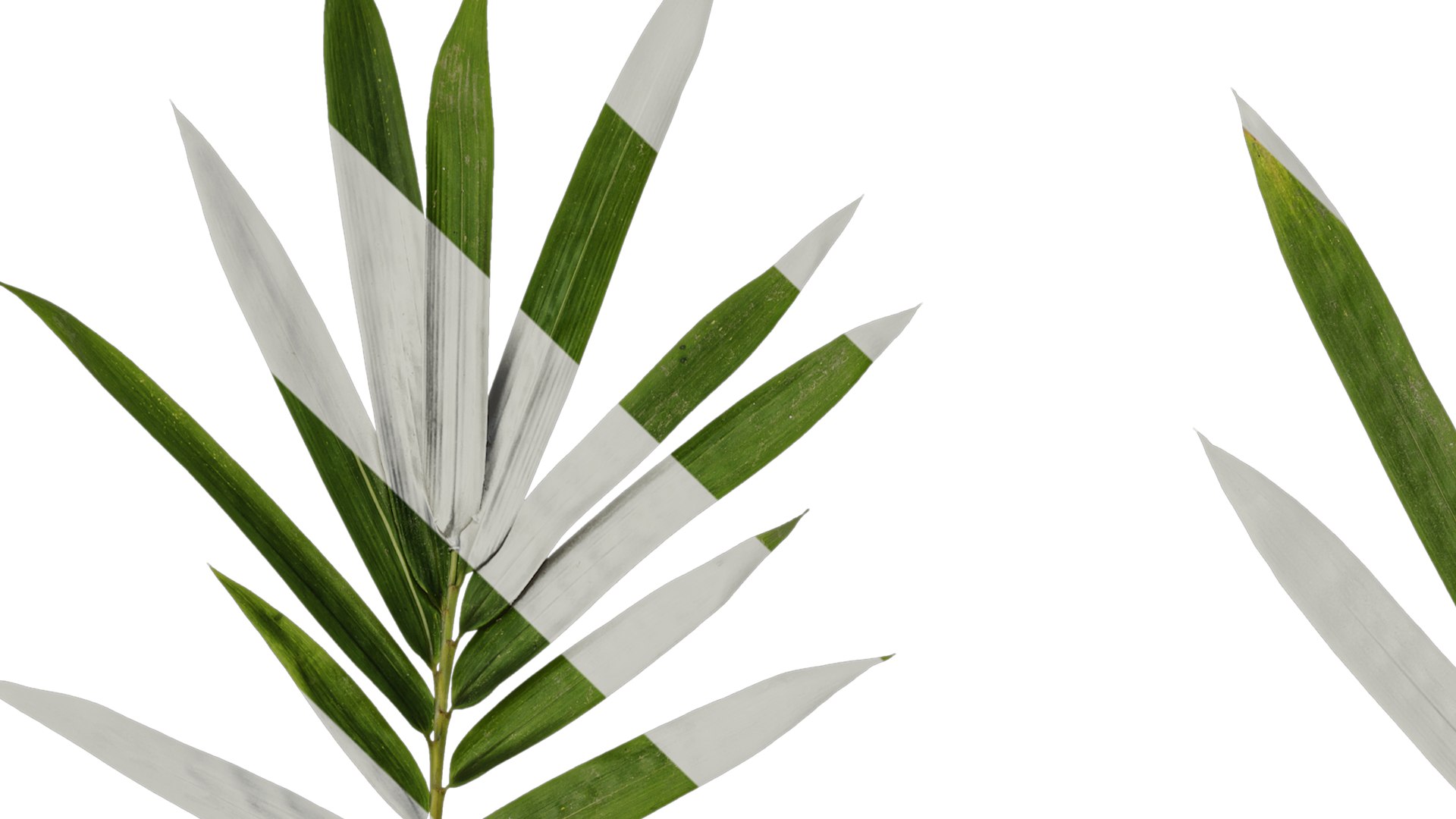 3D Anydrafts Bambusa Multiplex Fernleaf Atlas 01 Textures - TurboSquid ...