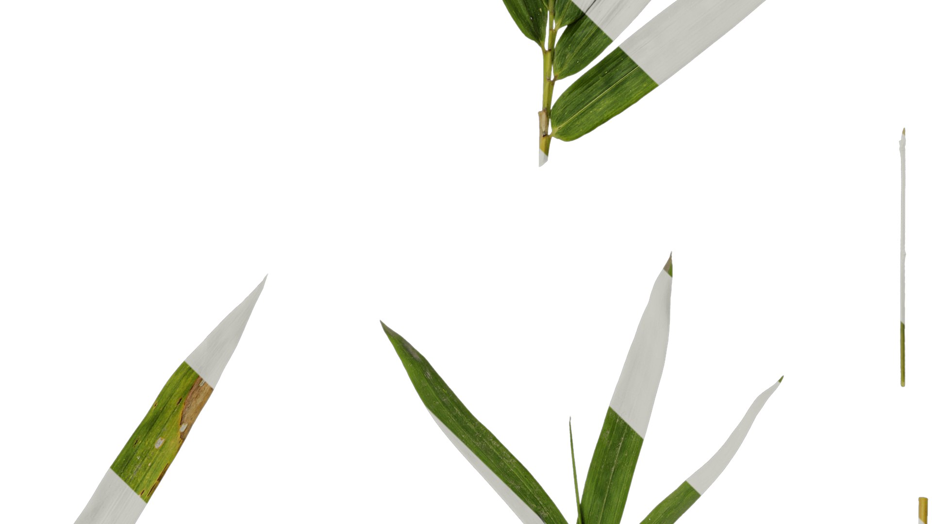 3D Anydrafts Bambusa Multiplex Fernleaf Atlas 01 Textures - TurboSquid ...