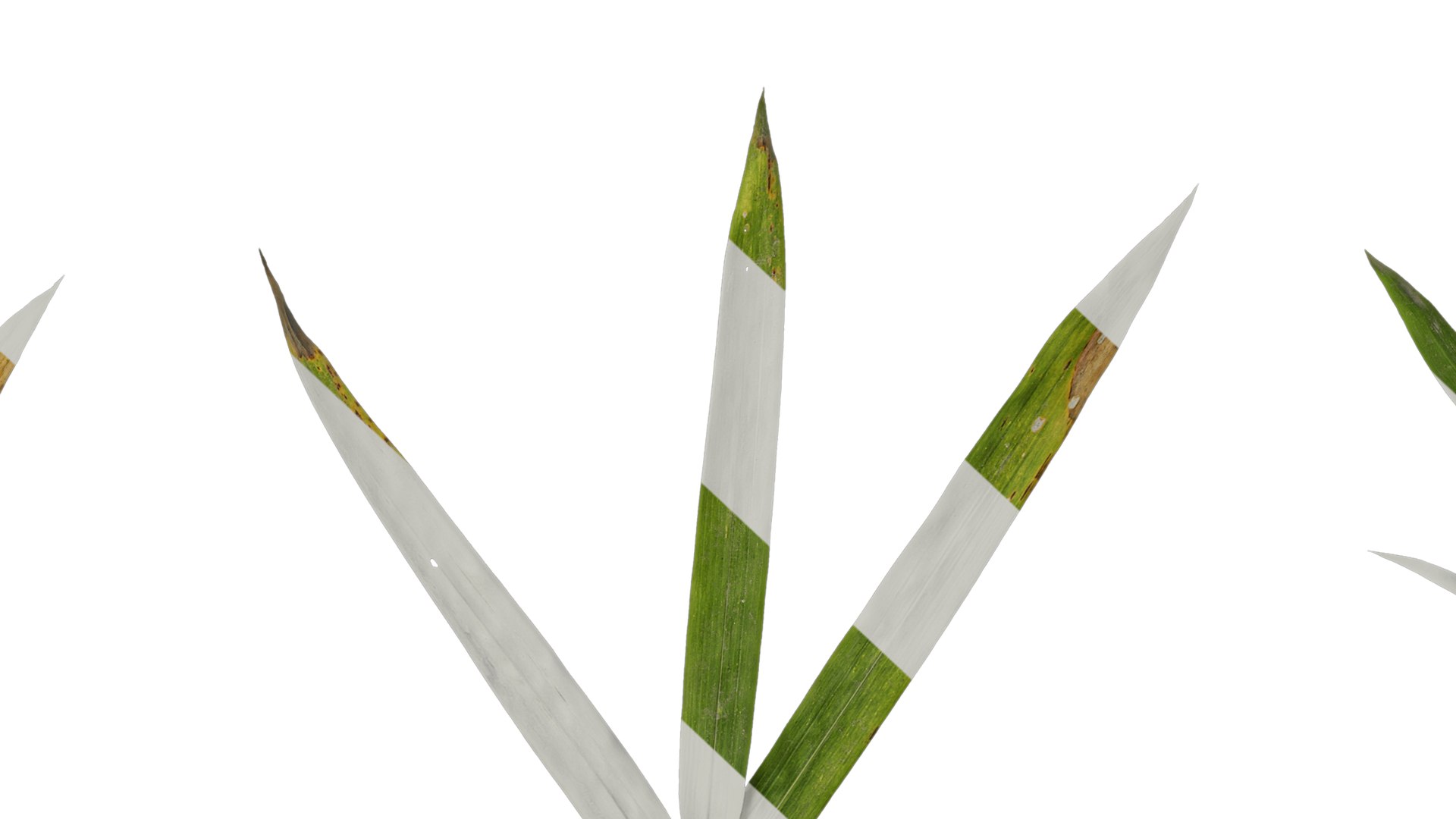 3D Anydrafts Bambusa Multiplex Fernleaf Atlas 01 Textures - TurboSquid ...