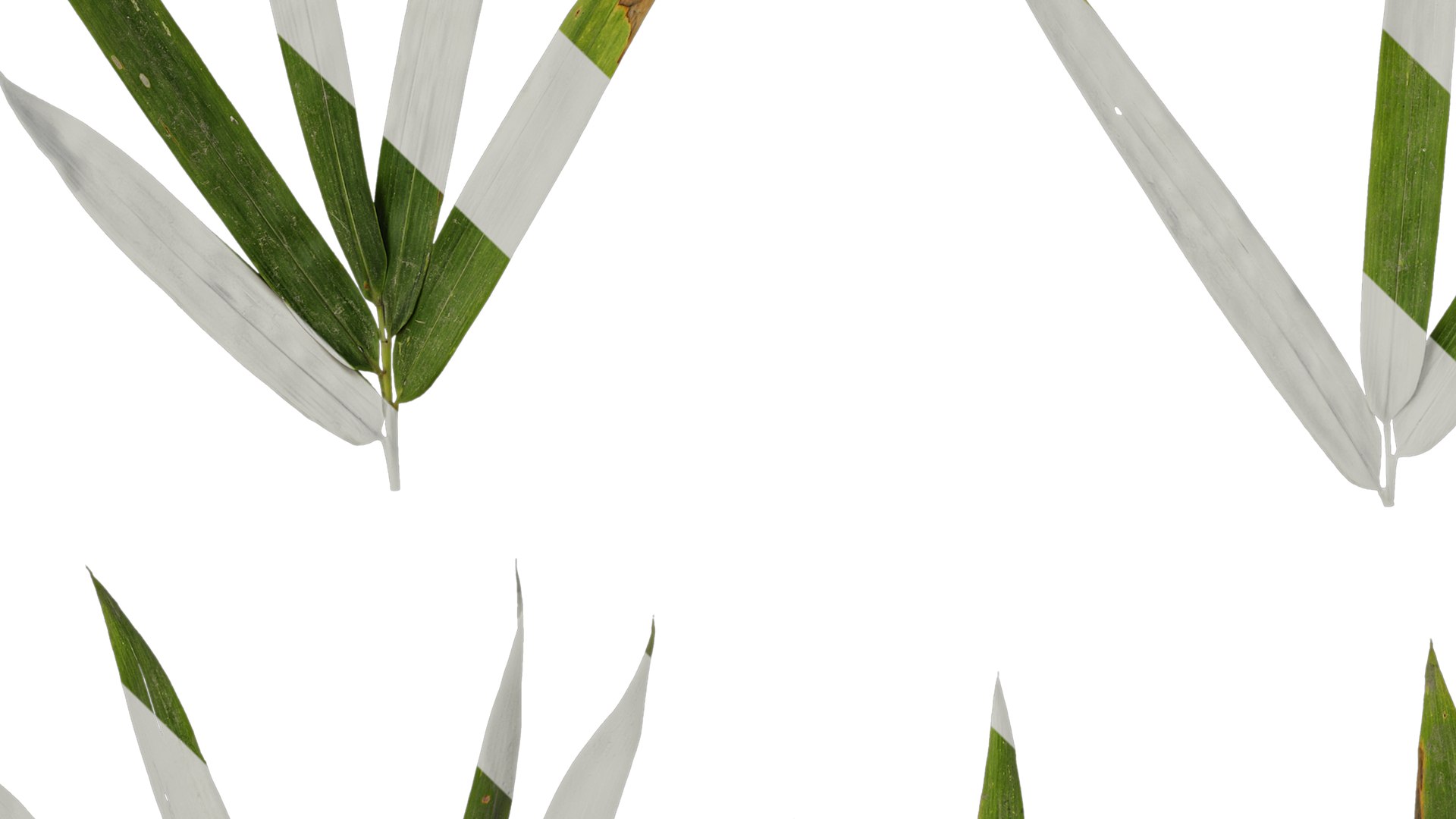 3D Anydrafts Bambusa Multiplex Fernleaf Atlas 01 Textures - TurboSquid ...