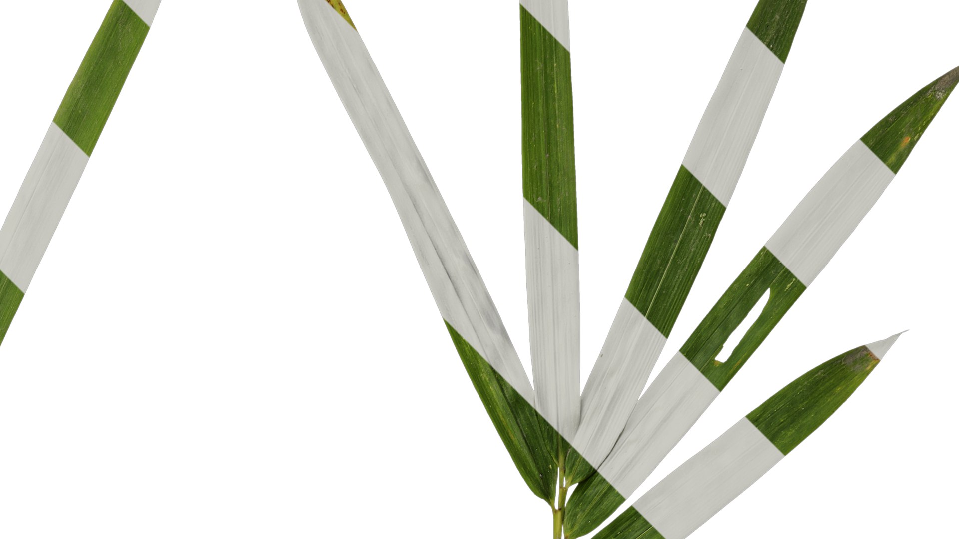 3D Anydrafts Bambusa Multiplex Fernleaf Atlas 01 Textures - TurboSquid ...