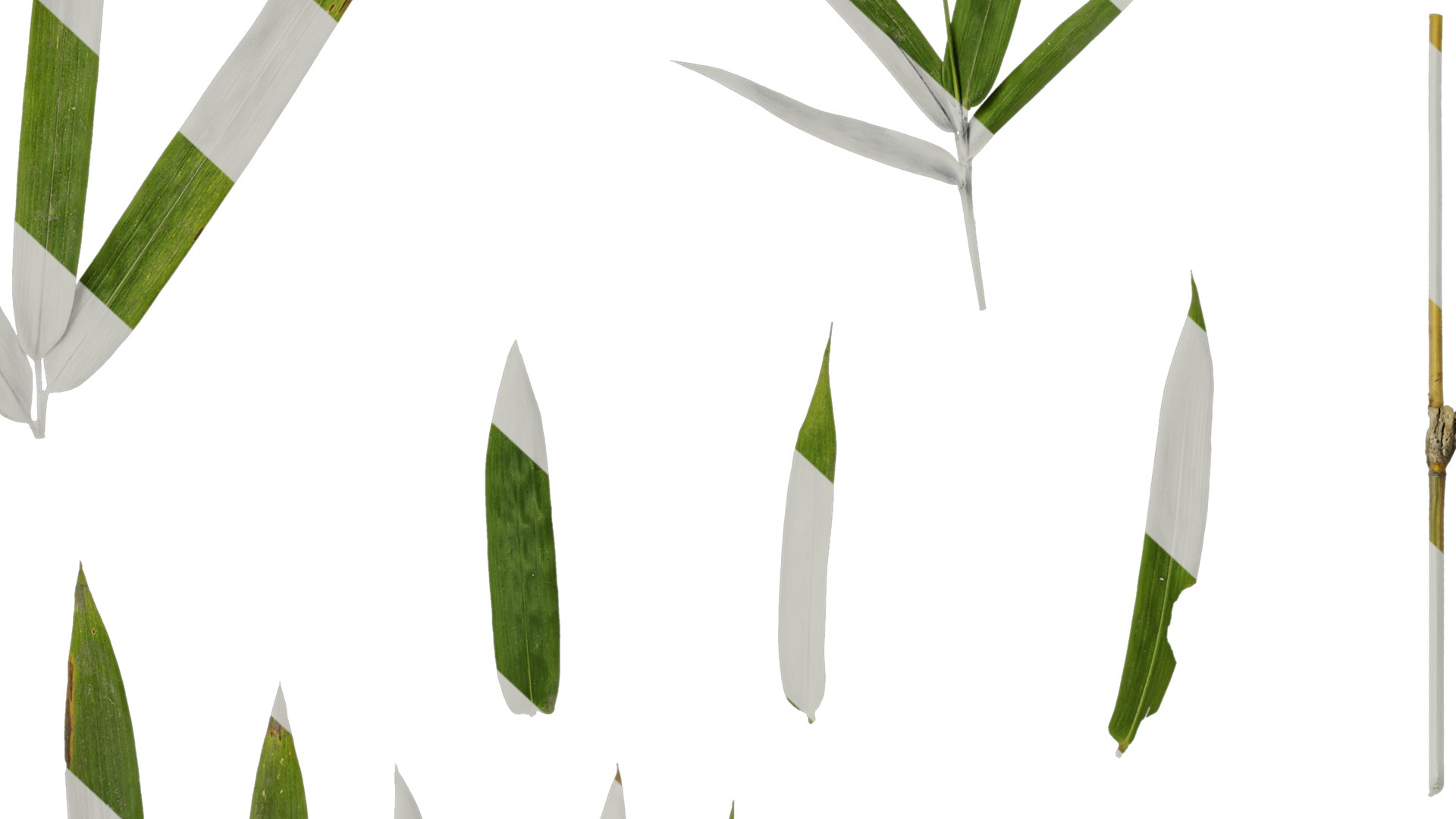 3D Anydrafts Bambusa Multiplex Fernleaf Atlas 01 Textures - TurboSquid ...