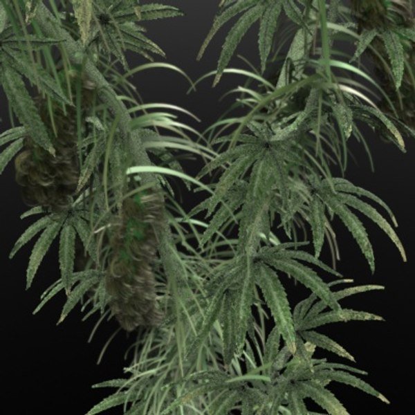 3D Cannabis Models | TurboSquid