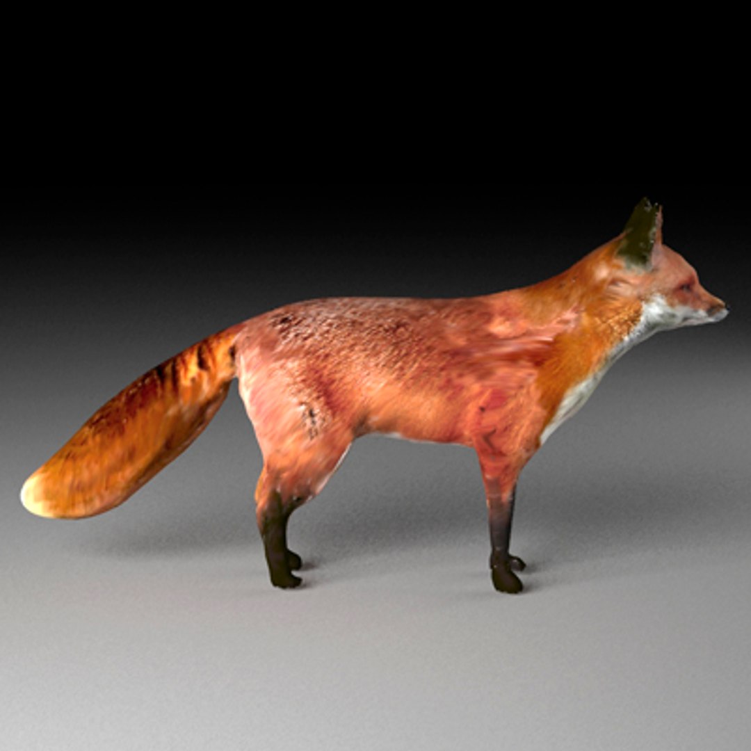 3d Fox Zorro