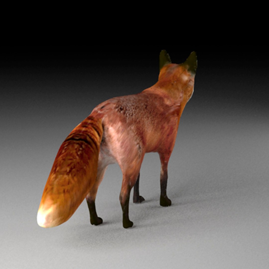 3d Fox Zorro